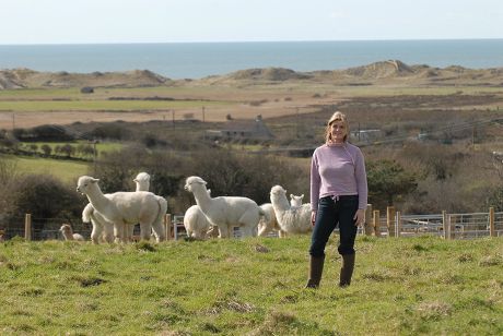 Alpacas Farm Editorial Stock Photo - Stock Image | Shutterstock