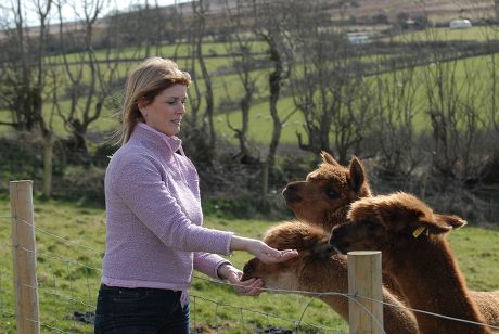 Alpacas Farm Editorial Stock Photo - Stock Image | Shutterstock