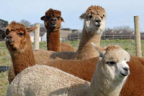 51 Gower farm Stock Pictures, Editorial Images and Stock Photos ...