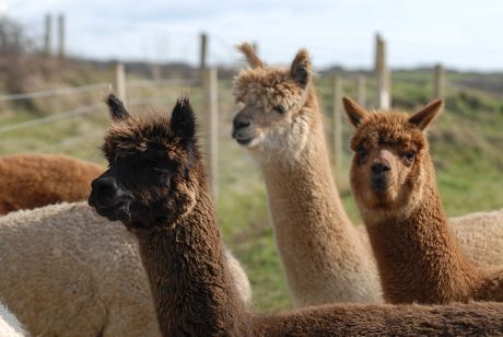 51 Gower farm Stock Pictures, Editorial Images and Stock Photos ...