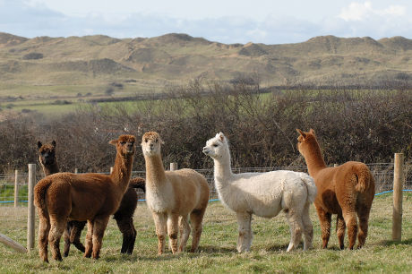 51 Gower farm Stock Pictures, Editorial Images and Stock Photos ...