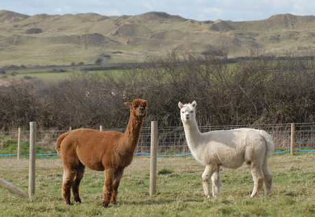 51 Gower farm Stock Pictures, Editorial Images and Stock Photos ...