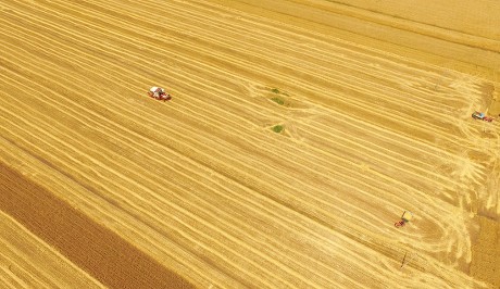 Aerial Photo Shows Reapers Harvesting Wheat Editorial Stock Photo ...