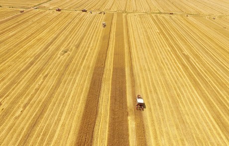 Aerial Photo Shows Reapers Harvesting Wheat Editorial Stock Photo ...