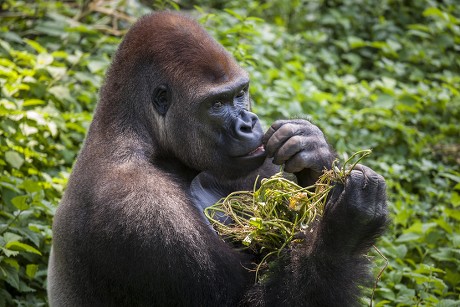 500 Ape eating Stock Pictures, Editorial Images and Stock Photos ...