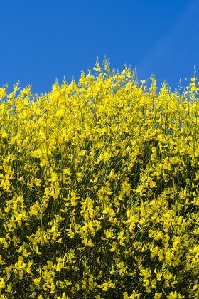 250 Genista Stock Pictures, Editorial Images and Stock Photos ...