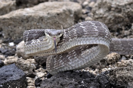4 Poecilonotus Stock Pictures, Editorial Images and Stock Photos ...