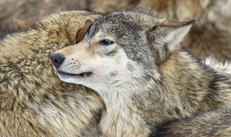 Eastern Wolf Eastern Timber Wolf Canis Editorial Stock Photo - Stock ...