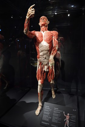 Plastinate Male Human Body Body Worlds Editorial Stock Photo - Stock ...