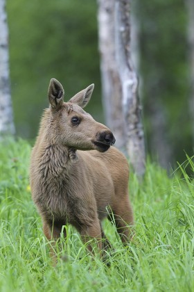 28 Baby moose Stock Pictures, Editorial Images and Stock Photos ...