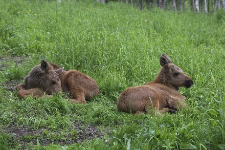 28 Baby moose Stock Pictures, Editorial Images and Stock Photos ...