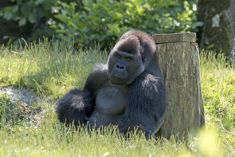 1,000 Hominoidea Stock Pictures, Editorial Images and Stock Photos ...