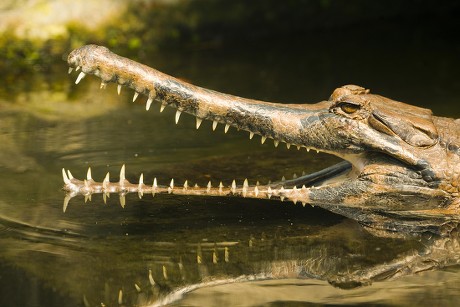 63 Gavial Stock Pictures, Editorial Images and Stock Photos | Shutterstock