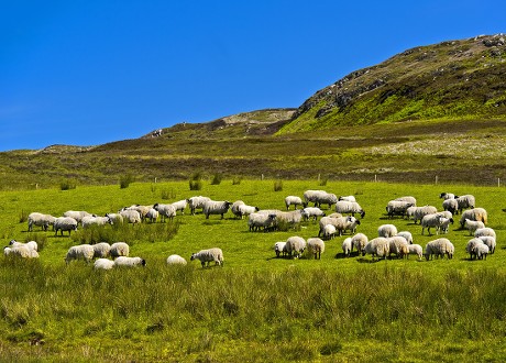 Scottish Blackface Flock Sheep Pasture Scottish Editorial Stock Photo - Stock Image | Shutterstock