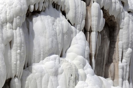 250 Calcification Stock Pictures, Editorial Images and Stock Photos ...
