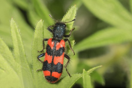 15 Checkered bee beetle Stock Pictures, Editorial Images and Stock ...