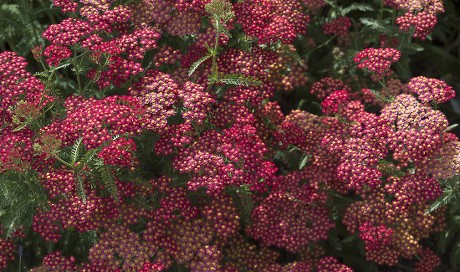 Red Yarrow Achillea Filipendulina Bavaria Germany Editorial Stock Photo ...