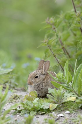 250 Common hare Stock Pictures, Editorial Images and Stock Photos ...