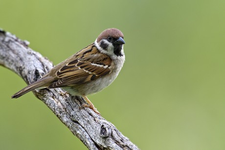 250 German sparrow Stock Pictures, Editorial Images and Stock Photos ...