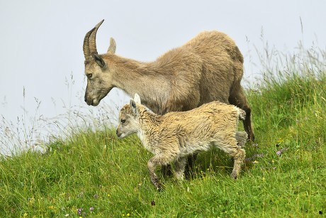 250 Goat walks Stock Pictures, Editorial Images and Stock Photos ...