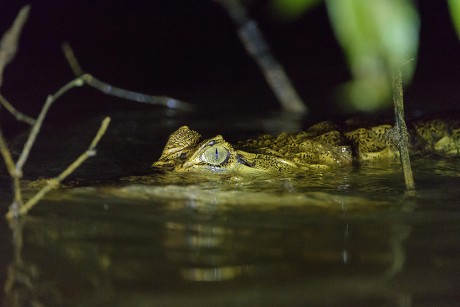34 Common caiman Stock Pictures, Editorial Images and Stock Photos ...