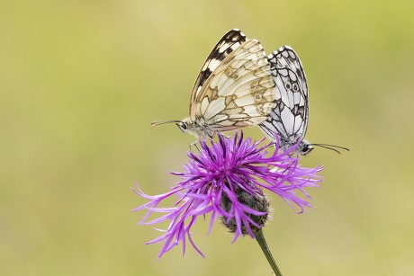 57 Butterfly couple mating Stock Pictures, Editorial Images and Stock ...