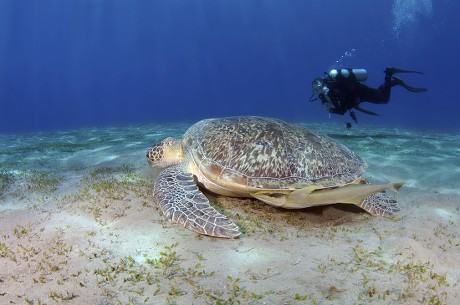 35 Male sea turtle Stock Pictures, Editorial Images and Stock Photos ...
