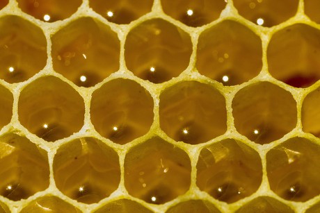 98 Honeycomb structure Stock Pictures, Editorial Images and Stock ...