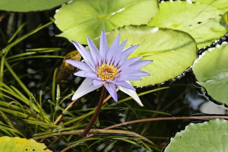 500 Hydrophytes Stock Pictures, Editorial Images and Stock Photos ...