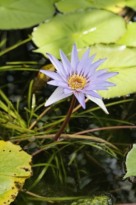 500 Hydrophytes Stock Pictures, Editorial Images and Stock Photos ...