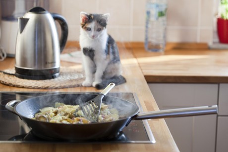 Kitten Sitting Front Pan Fried Potatoes Editorial Stock Photo - Stock ...