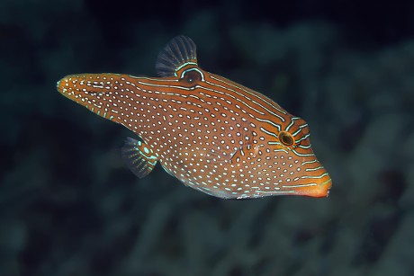 Papuan Toby False Eye Pufferfish False Editorial Stock Photo - Stock ...