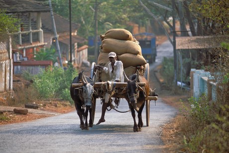 90 Cattle carts Stock Pictures, Editorial Images and Stock Photos ...