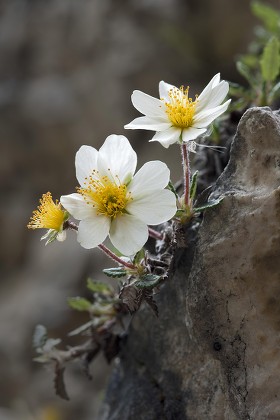 Mountain Avens White Dryas White Dryad Editorial Stock Photo - Stock ...