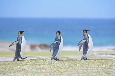 Three King Penguins Aptenodytes Patagonicus Walking Editorial Stock ...