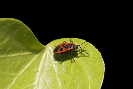 39 Fire bug Stock Pictures, Editorial Images and Stock Photos ...