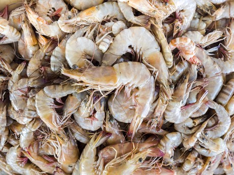 500 Shrimp animal Stock Pictures, Editorial Images and Stock Photos ...
