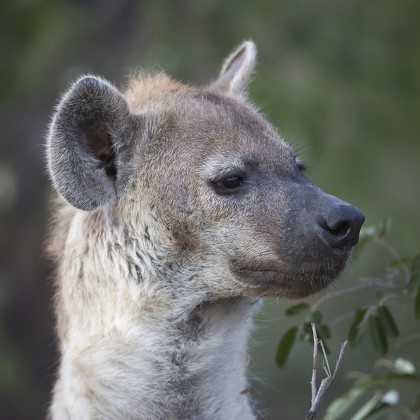 Laughing Hyena Spotted Hyena Crocuta Crocuta Editorial Stock Photo ...