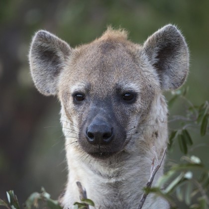 Laughing Hyena Spotted Hyena Crocuta Crocuta Editorial Stock Photo ...