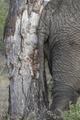 39 Bush tail Stock Pictures, Editorial Images and Stock Photos ...