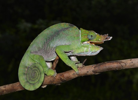 Twobanded Rainforest Chameleon Furcifer Balteatus Rainforest Editorial ...