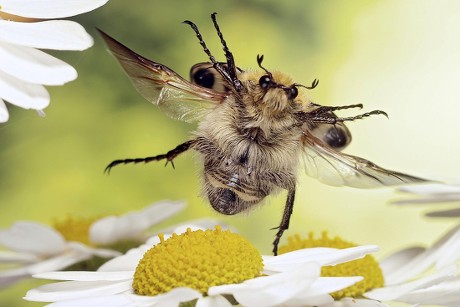 32 Bee beetles Stock Pictures, Editorial Images and Stock Photos ...
