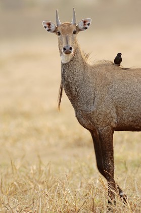 7 Nilgais Stock Pictures, Editorial Images and Stock Photos | Shutterstock