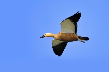 Ruddy Shelduck Tadorna Ferruginea Flight Keoladeo Editorial Stock Photo ...