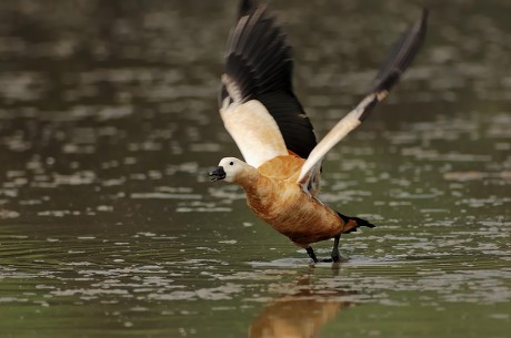 Ruddy Shelduck Tadorna Ferruginea Taking Off Editorial Stock Photo ...