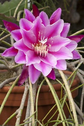 5 Epiphyllum Stock Pictures, Editorial Images and Stock Photos ...