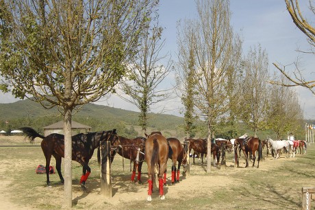 Polo Horses Tied Pony Line Villa Editorial Stock Photo - Stock Image ...