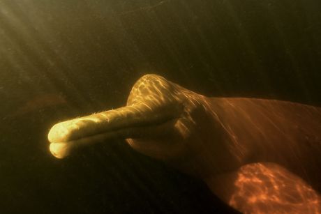 Pink River Dolphin Boto Inia Geoffrensis Editorial Stock Photo - Stock ...