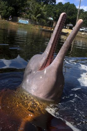 Pink River Dolphin Boto Inia Geoffrensis Editorial Stock Photo - Stock ...