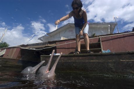 Pink River Dolphin Boto Inia Geoffrensis Editorial Stock Photo - Stock ...